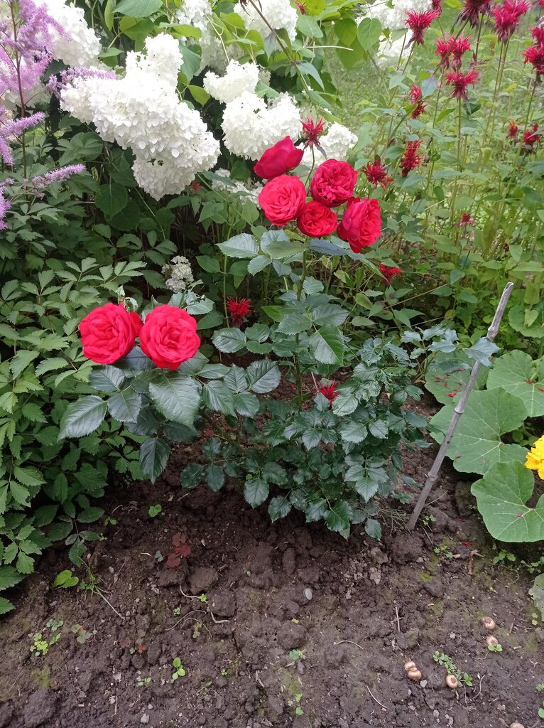 Bahçecilik dernekleri ve kuruluşları Заподгорье, Minskaya oblastı, foto