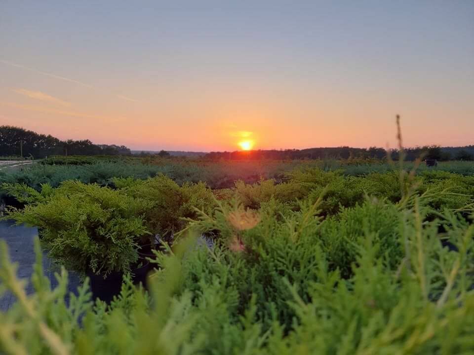 Peyzaj tasarımı Novaplant Díszfaiskola, Zala, foto