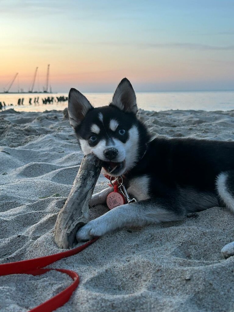 Evcil hayvan yetiştiricileri Alaskan Klee Kai -mini hasky Golden Star, Moskova, foto