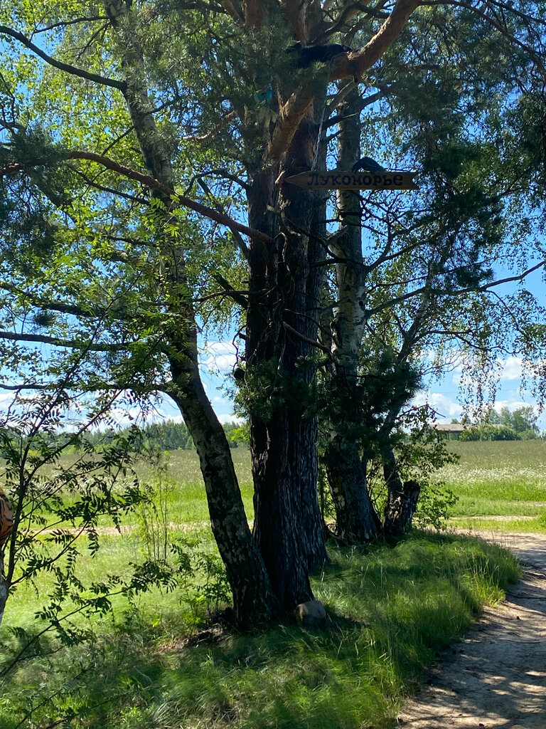 Pınar, çay Лукоморье, İvanovskaya oblastı, foto
