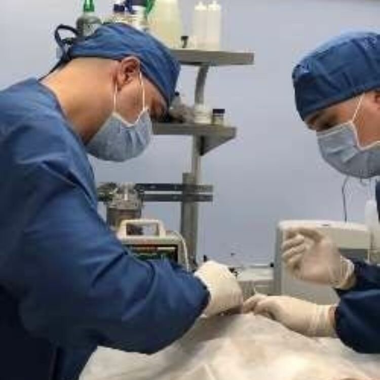 Veteriner klinikleri Caninos Y Felinos Poblado S. A. S, Medellin, foto