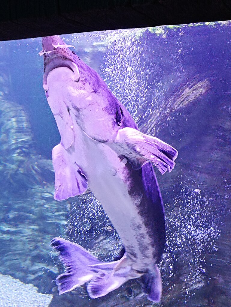 Diğer gişeler Касса океанариума, Krasnogorsk, foto