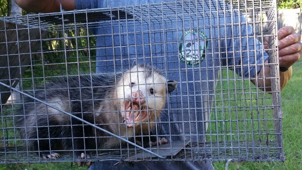 Haşere ilaçlama firmaları Central Florida Wildlife Trapping, Winter Park, foto