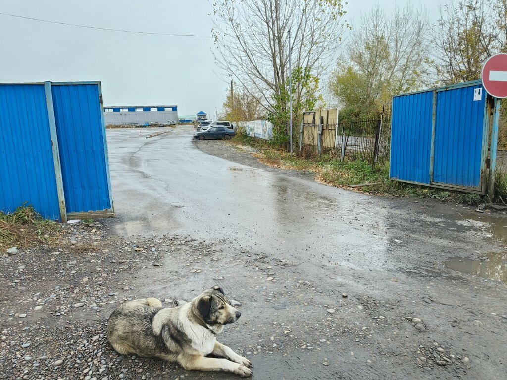 Sürücü kursları Драйв, Krasnoyarsk, foto
