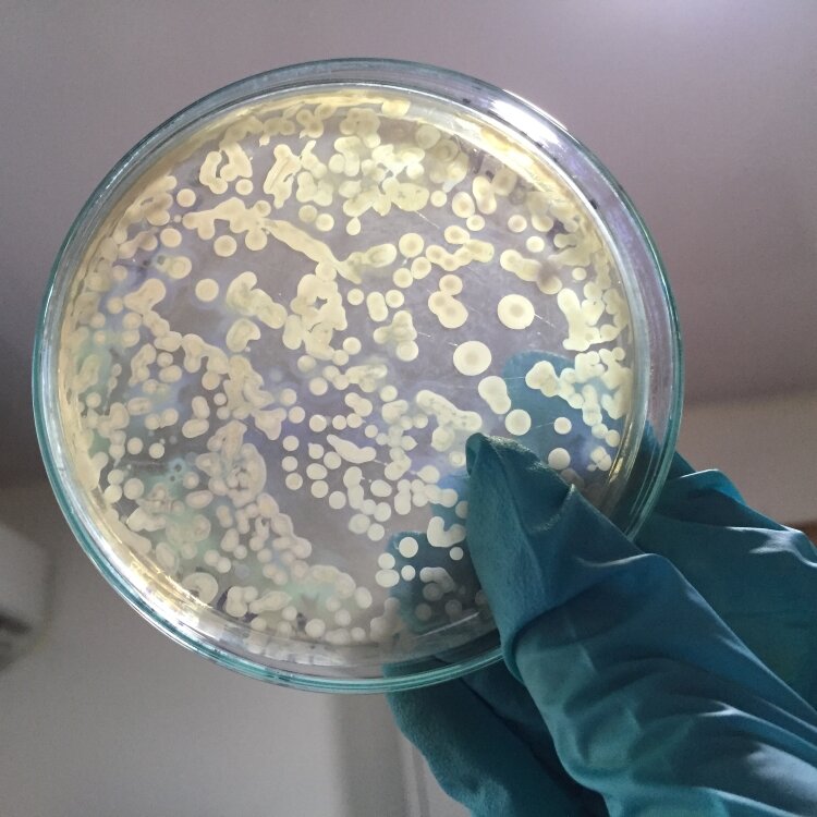 Sivil toplum kuruluşları Biointech SAS, Bogota, foto