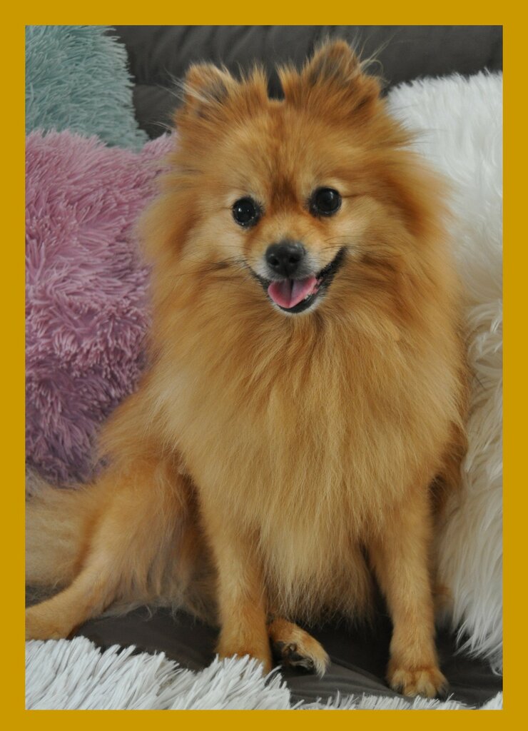 Pet otel Hundeferienpension, Zürih, foto