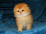 Amber Coat (Moscow, Turistskaya Street, 22к1), animal nursery  Moskova'dan