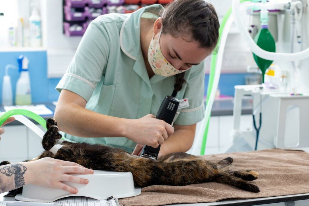 Veteriner klinikleri Scotvet Sandyhills Veterinary Clinic, Glasgow, foto