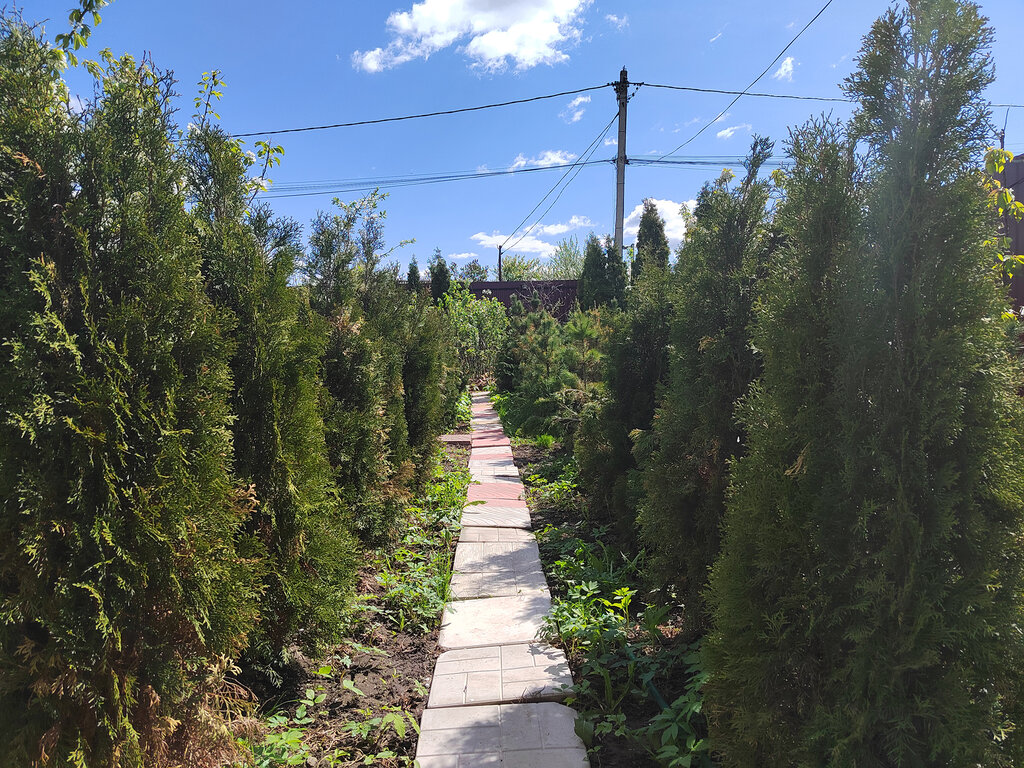 Fidan yetiştiriciliği Chulkovosad, Moskova ve Moskovskaya oblastı, foto