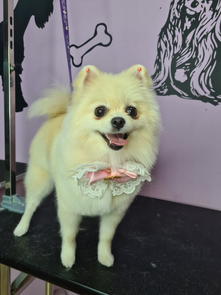 Evcil hayvan kuaförleri Grooman, Krasnodar, foto