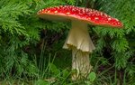Mouchmor.ru (Puteyskaya ulitsa No:5с2), market  Petrozavodsk'tan