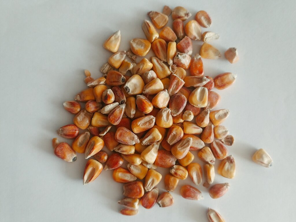 Yem ve yem katkı maddeleri Kormach, Saint‑Petersburg ve Leningradskaya oblastı, foto