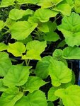 Paulownia (Kazinca Street No:6), fidan yetiştiriciliği  Minsk'ten