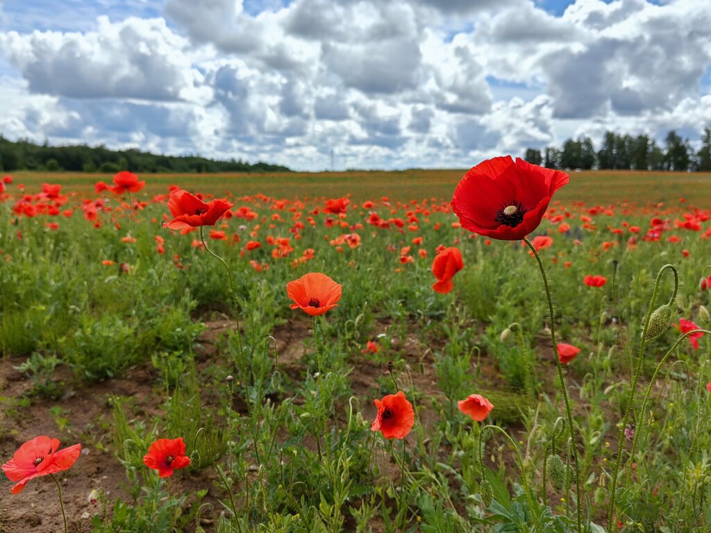 Doğa Павское маковое поле, Pskovskaya oblastı, foto