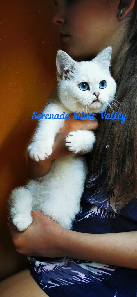 Evcil hayvan yetiştiricileri Serenade Silver Valley, Samara, foto