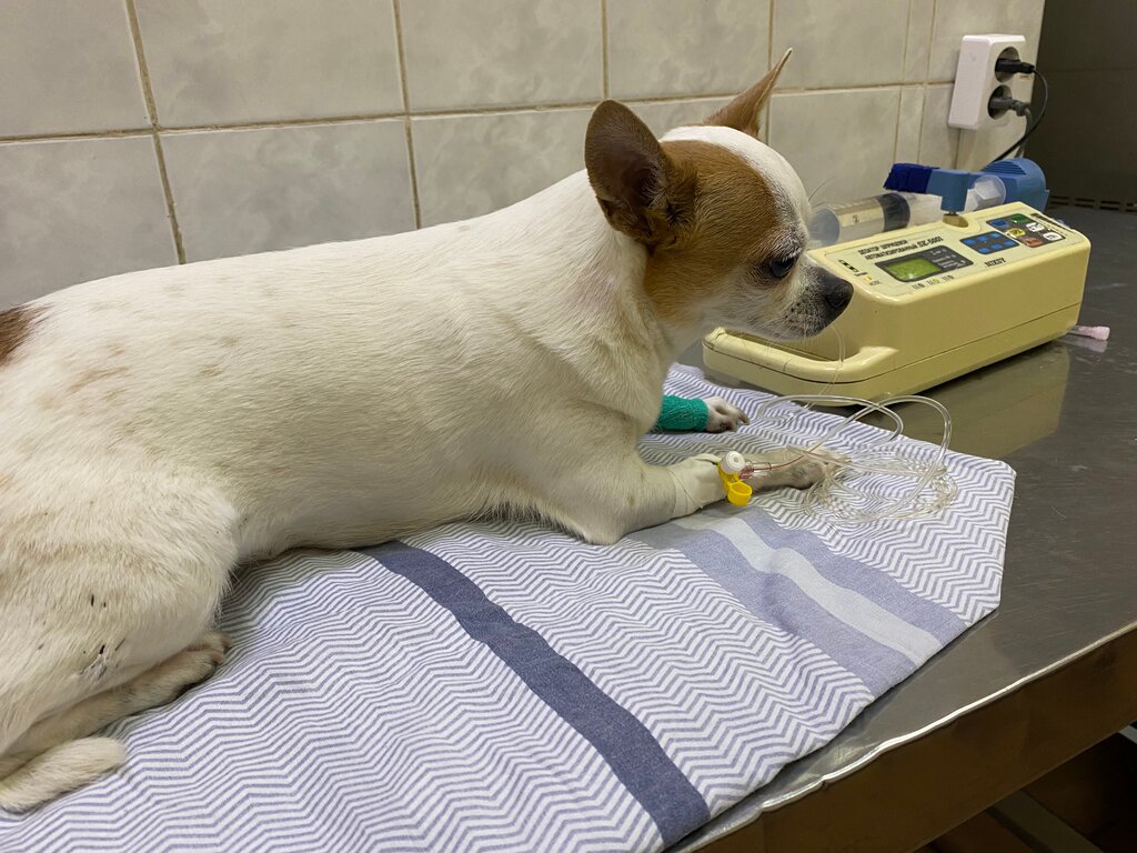 Veteriner klinikleri Ветеринарный Госпиталь, Saratov, foto