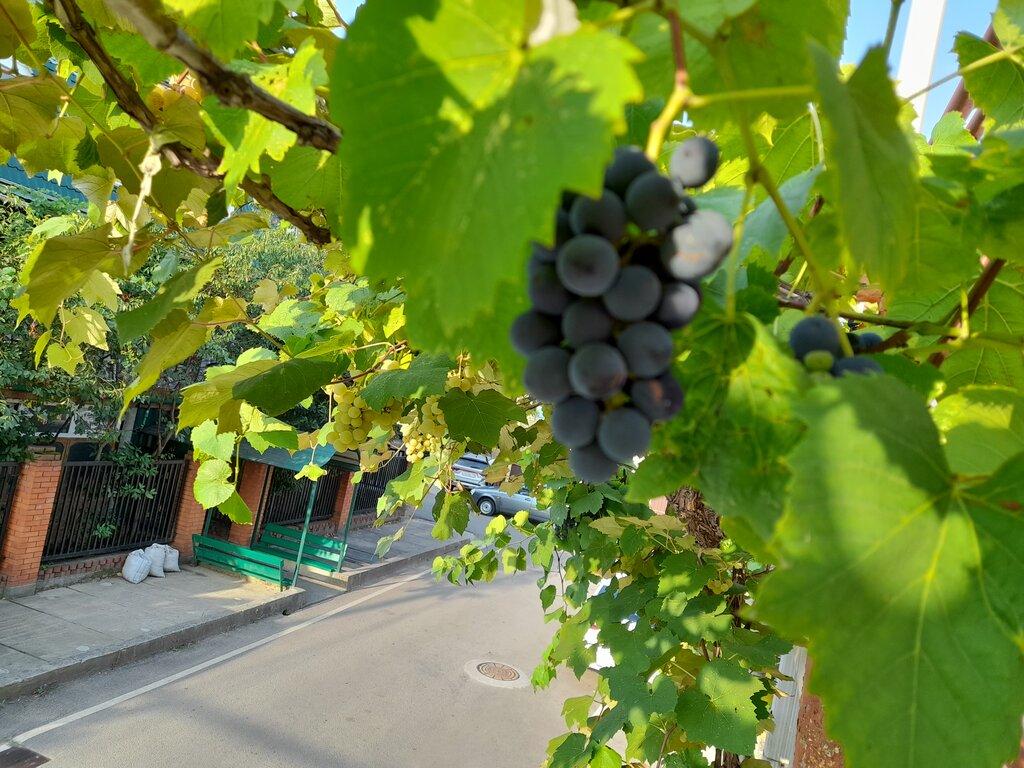 Otel Анна-Мария, Soçi, foto