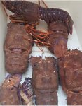 Pescheria Romagnoli da Lello (Corso Umberto I No:48, Ercolano), balık çiftçiliği ve toptancıları