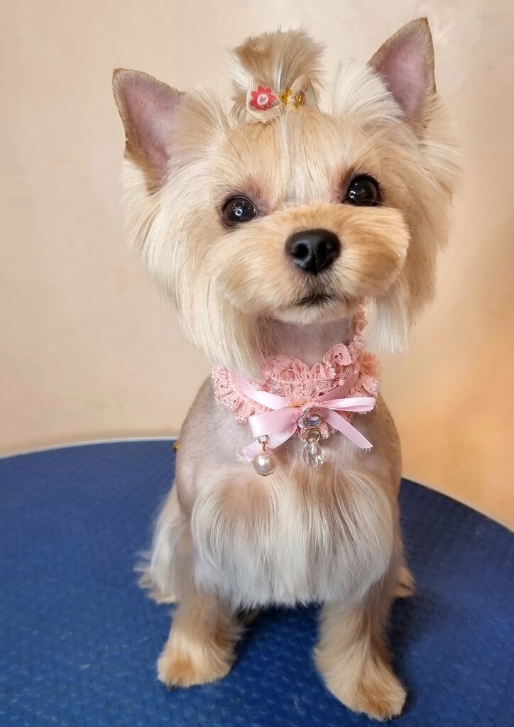 Evcil hayvan kuaförleri Лапушка, Puşkino, foto