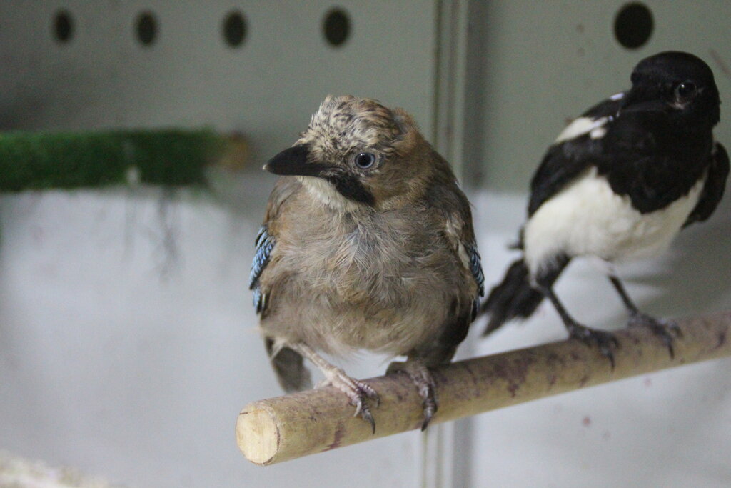 Yardım kuruluşları Воронье Гнездо, Moskova, foto
