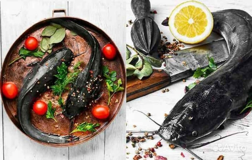 Balık çiftçiliği ve toptancıları Сом мраморный, Rostov‑na‑Donu, foto