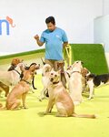 Tail-Waggin, pet SPA center (Dubai Hills 12-Storey Tower, Hadaeq Sheikh Mohammed Bin Rashid, Hadaeq Mohammed Bin Rashid, Dubai), evcil hayvan kuaförleri  Dubai'den