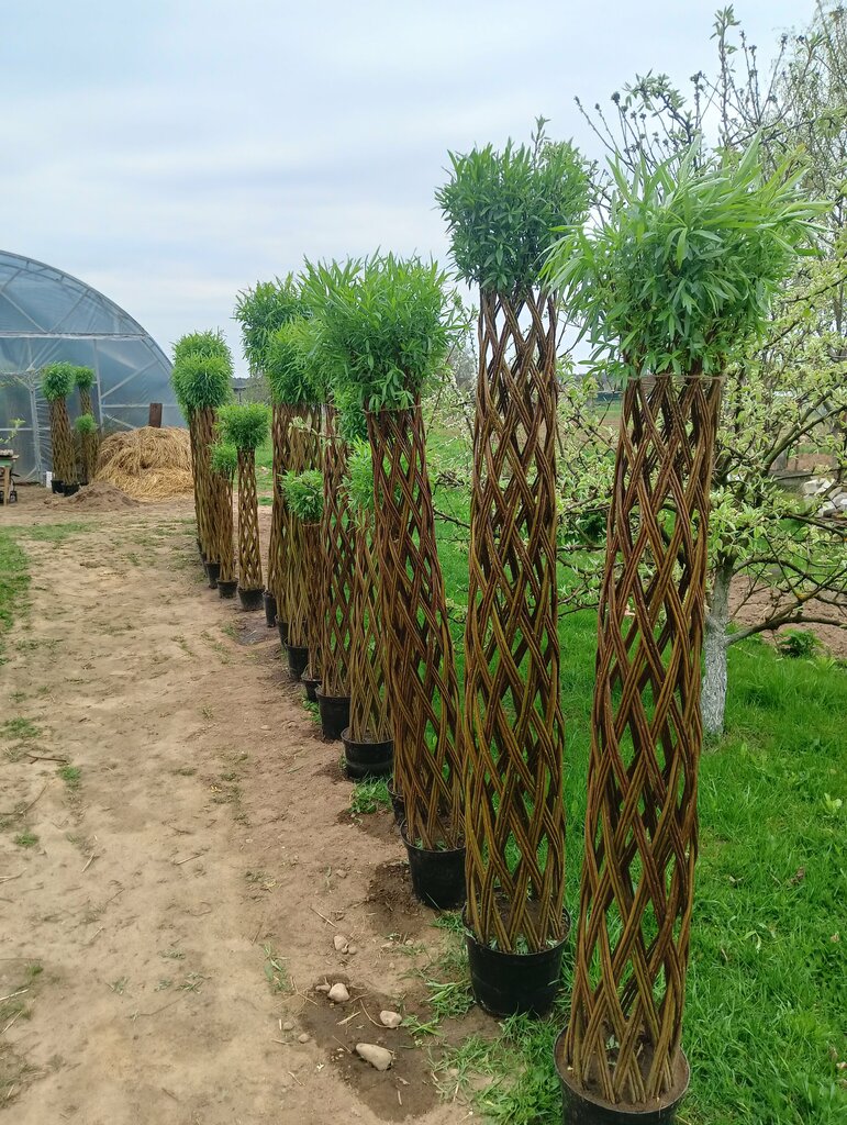 Tohum üretimi Jivayiva, Minskaya oblastı, foto