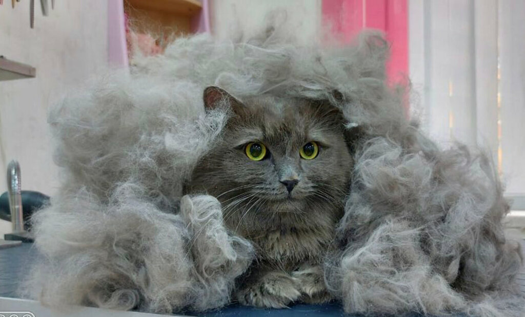 Evcil hayvan kuaförleri Наши Няши, Saint‑Petersburg, foto