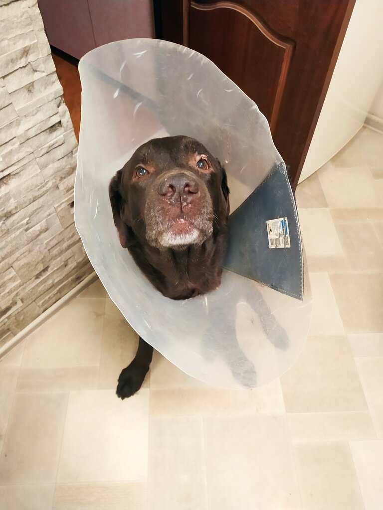 Veteriner klinikleri Profkom Meshchovskoy Rayonnoy Stantsii po Borbe s Boleznyami Zhivotnykh, Meşçovsk, foto