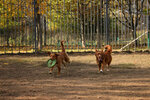 Dog park (Moscow, Severnoye Tushino Culture and Recreation Park), köpek gezdirme alanları  Moskova'dan