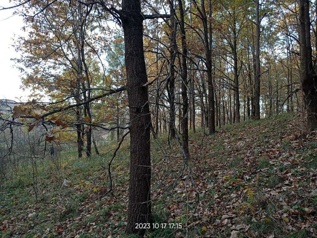 Orman урочище Заклятое, Belgorodskaya oblastı, foto