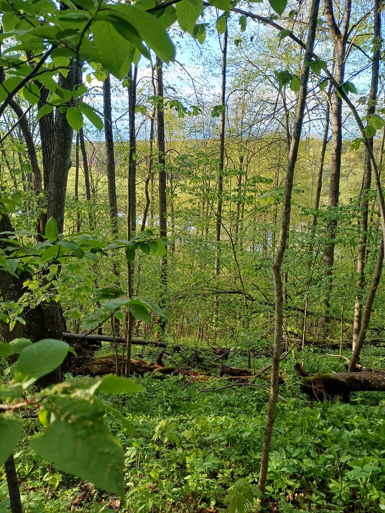 Turistik yerler Славянское городище, Kalujskaya oblastı, foto