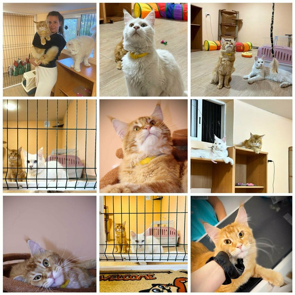 Pet otel Зоогостиница Как Дома, Soçi, foto