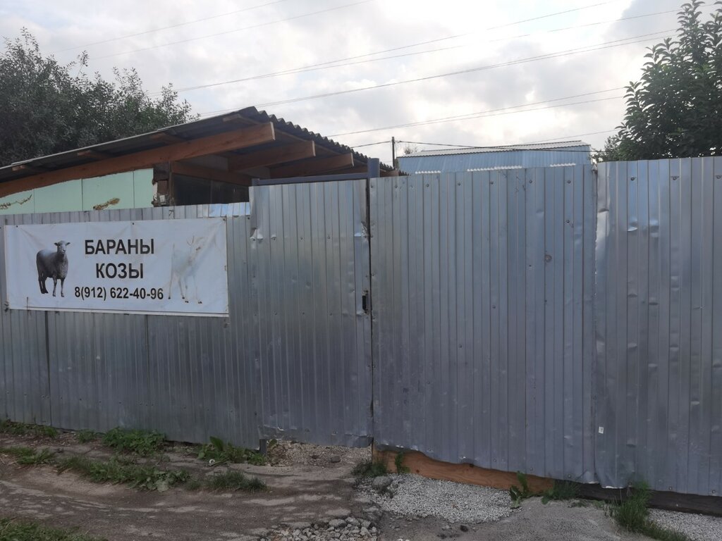 Hayvancılık Бараны и козы, Yekaterinburg, foto