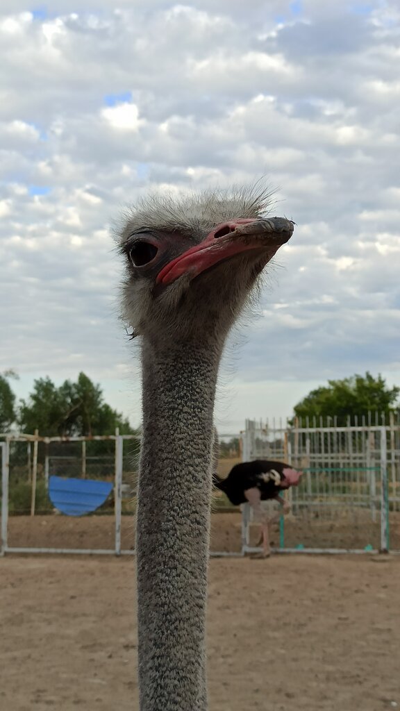 Çiftlik tatili Fauna Ostrich Farm, Almatı eyaleti, foto