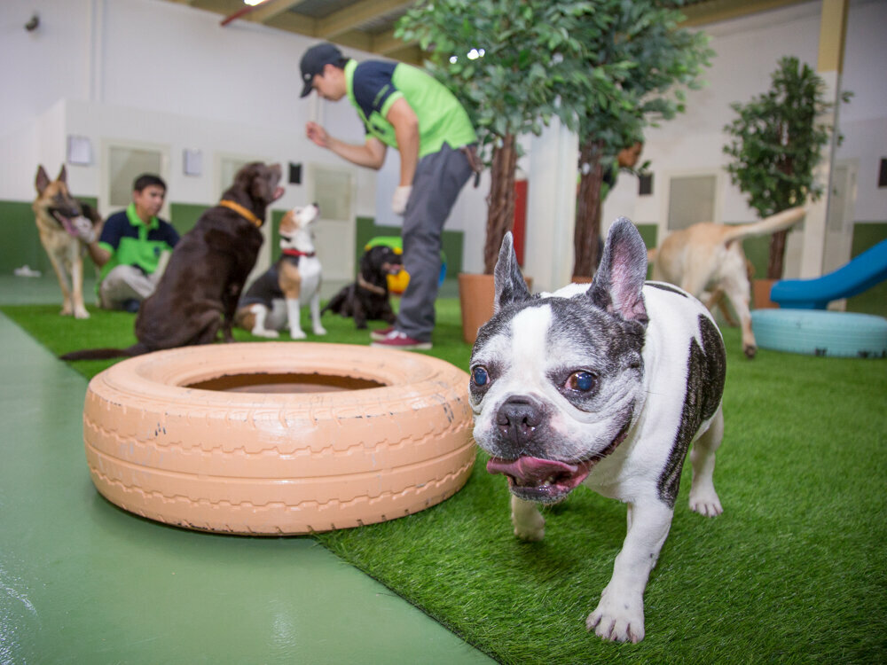 Hayvanların taşınması Snoopy Pets, Dubai, foto