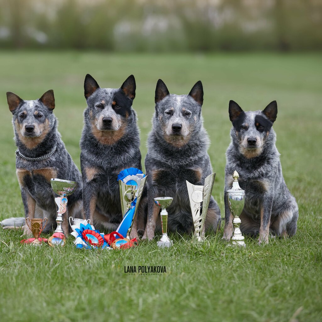 Evcil hayvan yetiştiricileri Greatgardarika Nevskayaliga, Krasnoye Selo, foto