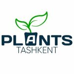 Plants Tashkent (Shota Rustaveli Street No:55B), yapay bitki ve çiçek  Taşkent'ten