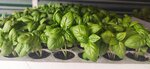 Mondo Agricolo Eugenio Muraca (Calabria, Cosenza, Santo Stefano di Rogliano, Vallegianno), tarım makineleri, ekipmanlar  Calabria'dan