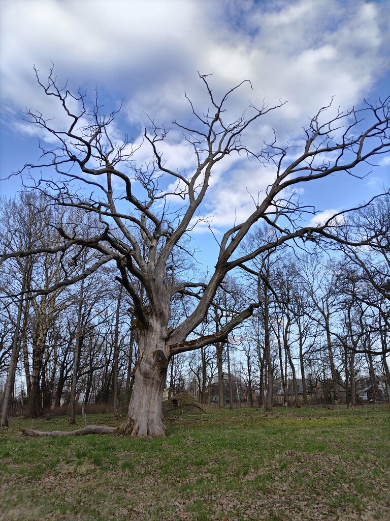 Turistik yerler Руины оранжереи усадьбы Мордвиновых, Lomonosov, foto