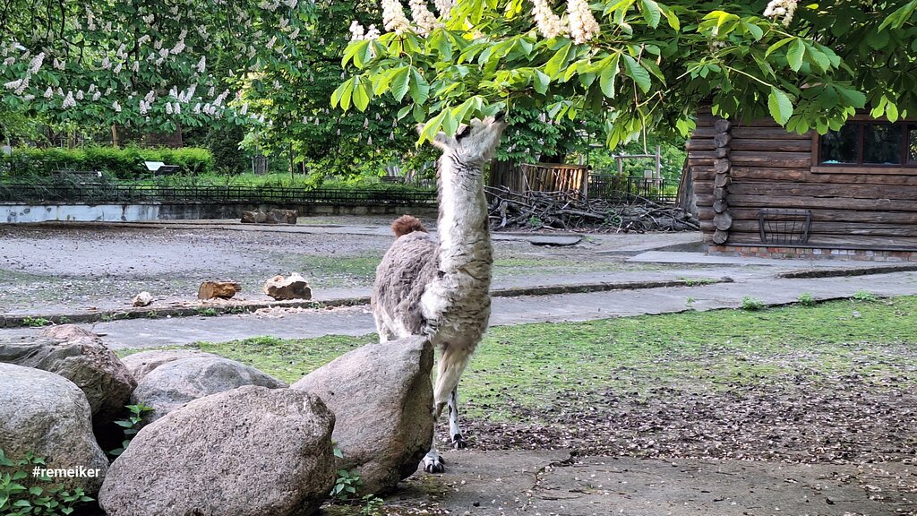 Hayvan muhafazaları Лама, Тапир, Мара, Индейка, Kaliningrad, foto
