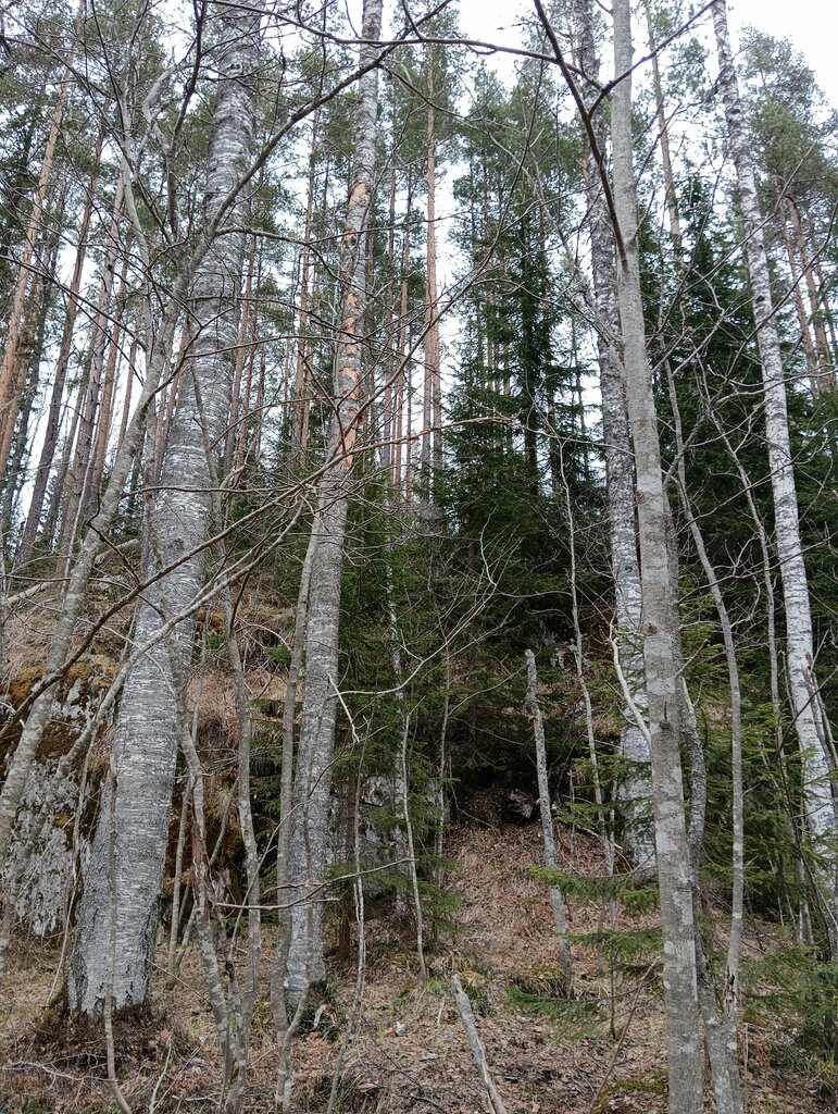 Dağ zirvesi Гора Тёртёнмяки, Karelya, foto