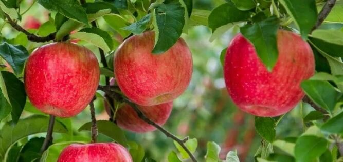 Sivil toplum kuruluşları Goldenfrut SAS, Trentino‑Alto Adige, foto
