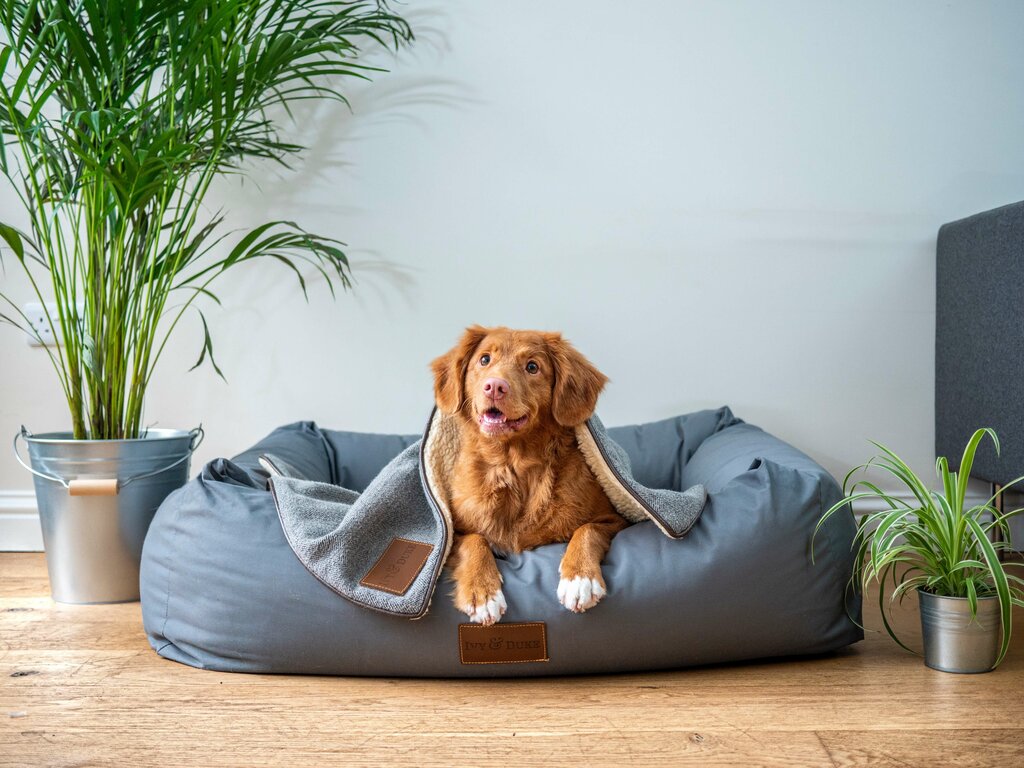 Pet otel Передержка собак в домашних условиях, Pavlovski Posad, foto