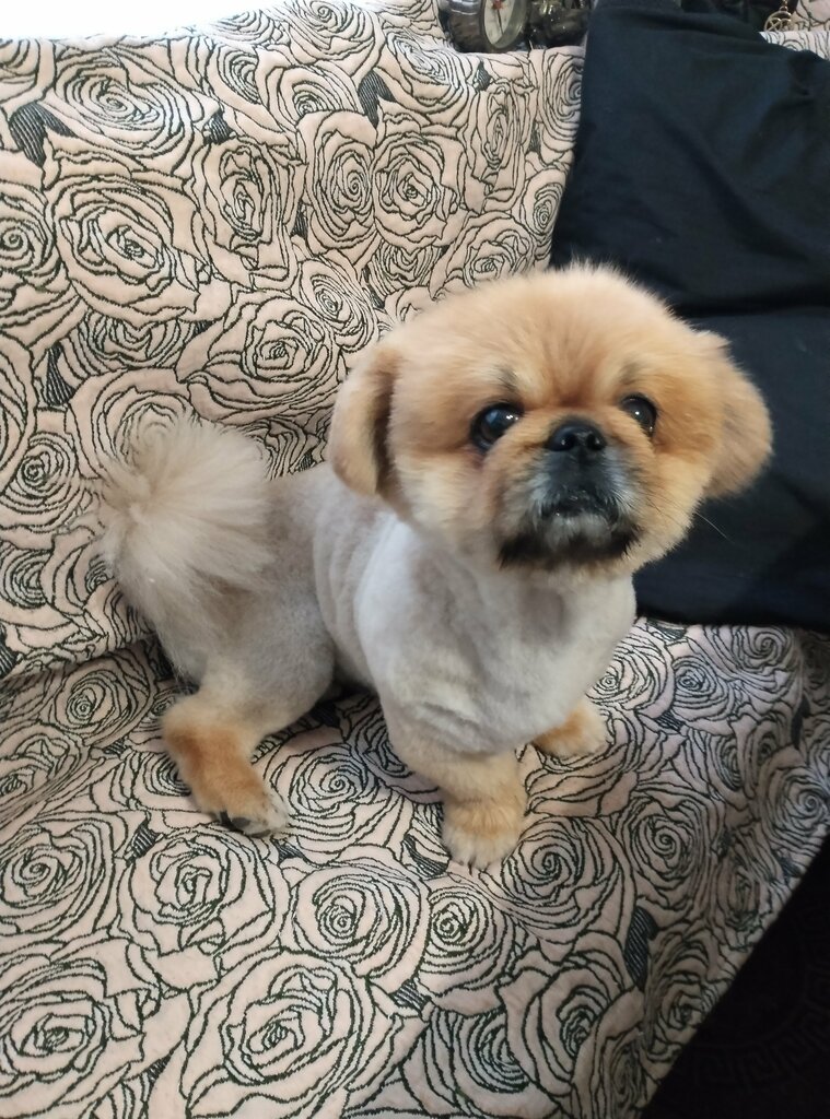 Evcil hayvan kuaförleri Бонифаций, Taganrog, foto