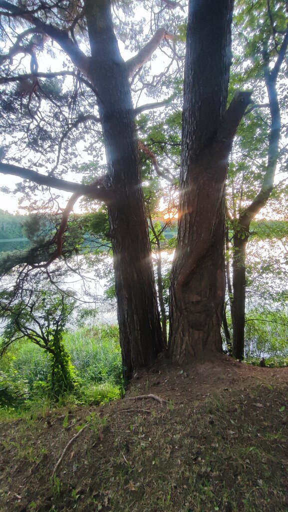 Yaz kampı Детский оздоровительный лагерь Родничок, Vitebskaya oblastı, foto