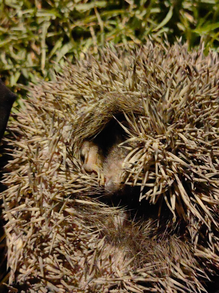 Kültür ve eğlence parkları Gdolei Israel Garden, Beerşeba, foto