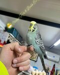 Elbistan Kuş ve Balık Evi (Ceyhan Mah., Dulkadiroğlu Cad., No:52/B, Elbistan, Kahramanmaraş), petshop  Elbistan'dan