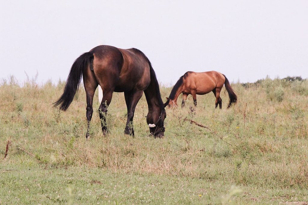 At ve binicilik kulüpleri Ksk Rekord, Primoriye, foto