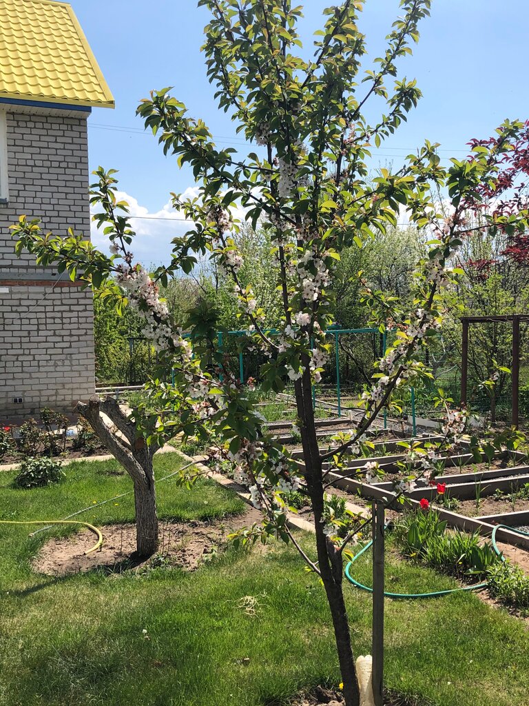 Bahçecilik dernekleri ve kuruluşları СНТ Монтажник правление, Volgogradskaya oblastı, foto
